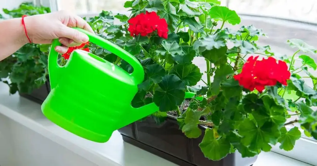 Un truco para que los geranios florezcan todo el año – trucos para el hogar