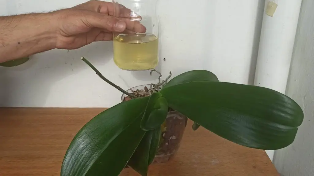 Aquí le mostramos cómo obtener agua de riego sin cal para sus orquídeas ...