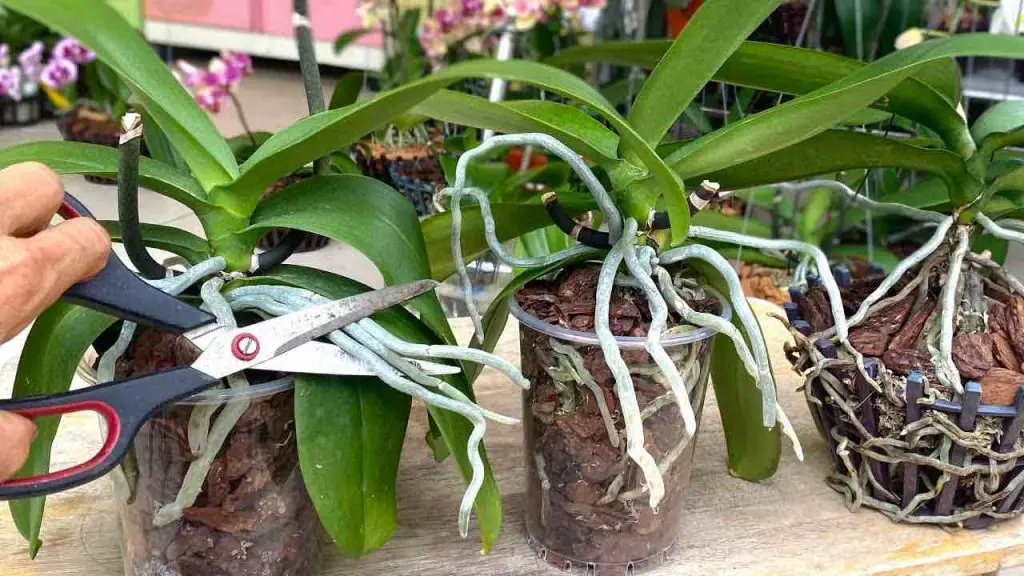 Raíces muy fuertes y flores muy bonitas si cortas así la orquídea ...