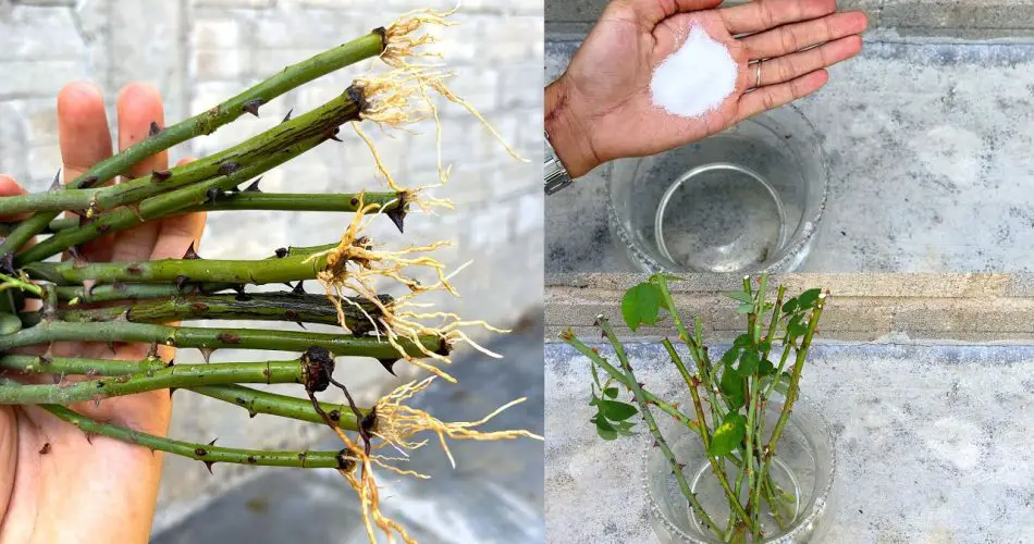 El método de los jardineros para reproducir cientos de rosas a partir ...